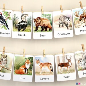 Woodland Animals Flashcards: Toddler Preschool Kindergarten Printable ...