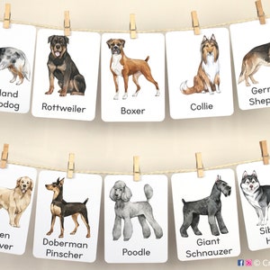 Dog Breeds Flashcards: Set of Printable Flash Cards. Preschool Learning ...