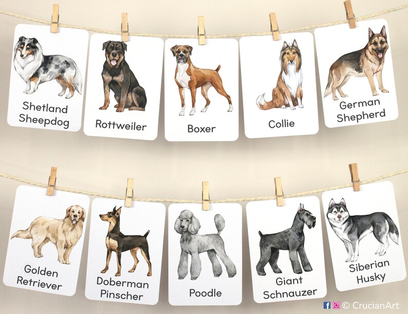 Dog Breeds Flashcards: Set of Printable Flash Cards. Preschool Learning ...