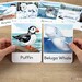 Polar Animals Flashcards: Toddler Preschool Kindergarten Printable ...