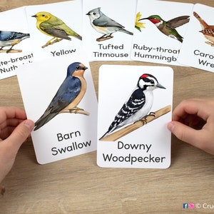 North American Backyard Birds Flash Cards. Printable Learning Materials ...