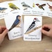 North American Backyard Birds Flash Cards. Printable Learning Materials ...
