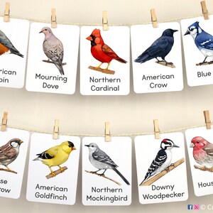 North American Backyard Birds Flash Cards. Printable Learning Materials ...