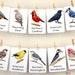 North American Backyard Birds Flash Cards. Printable Learning Materials ...