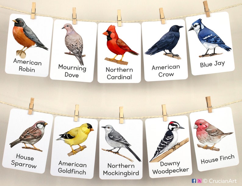 North American Backyard Birds Flash Cards. Printable Learning Materials ...
