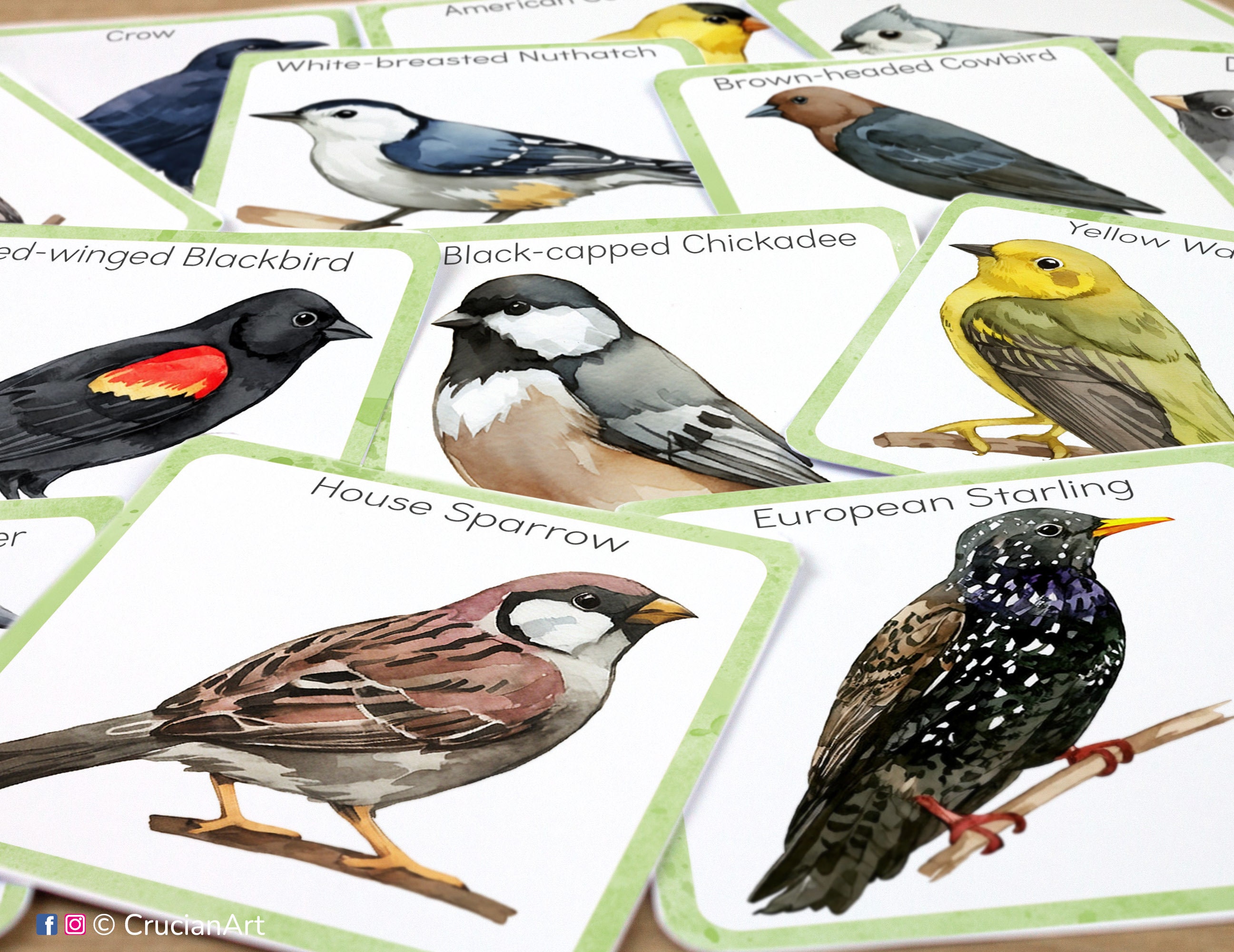 North American Backyard Birds Memory Game: Printable Matching Activity ...