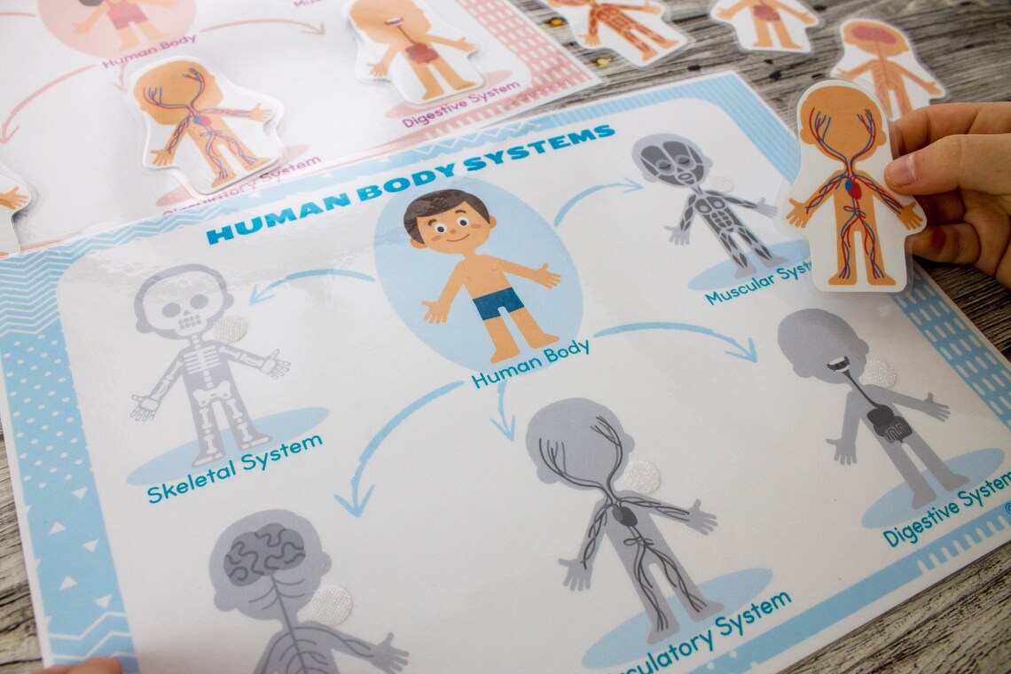 Human Body Systems Printable Learning Anatomy Pack. Preschool, Pre-k ...