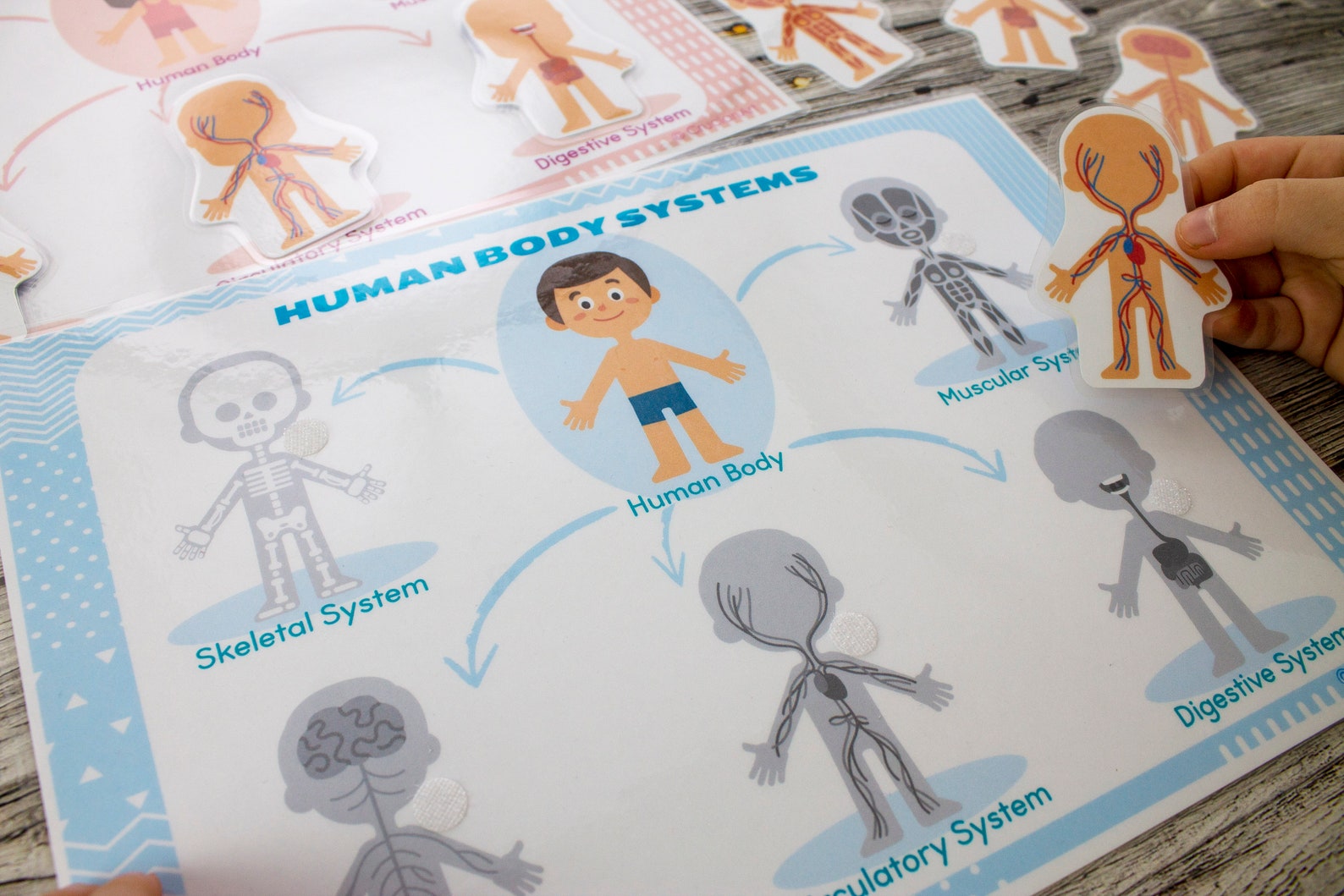 Human Body Systems Printable Learning Anatomy Pack. Preschool - Etsy