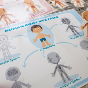 Human Body Systems Printable Learning Anatomy Pack. Preschool, Pre-k ...