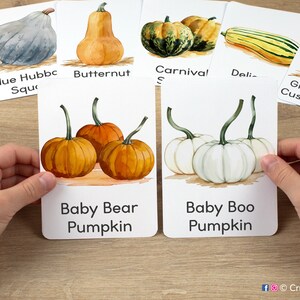 Pumpkin & Squash Flashcards: Seasonal Visual Cards for Fall Education ...