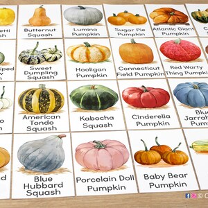 Pumpkins and Squashes Bingo Game: Printable Preschool, Kindergarten ...