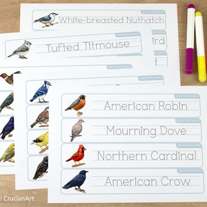 North American Backyard Birds Tracing Cards. Printable Learning ...