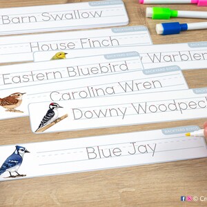 North American Backyard Birds Tracing Cards. Printable Learning ...