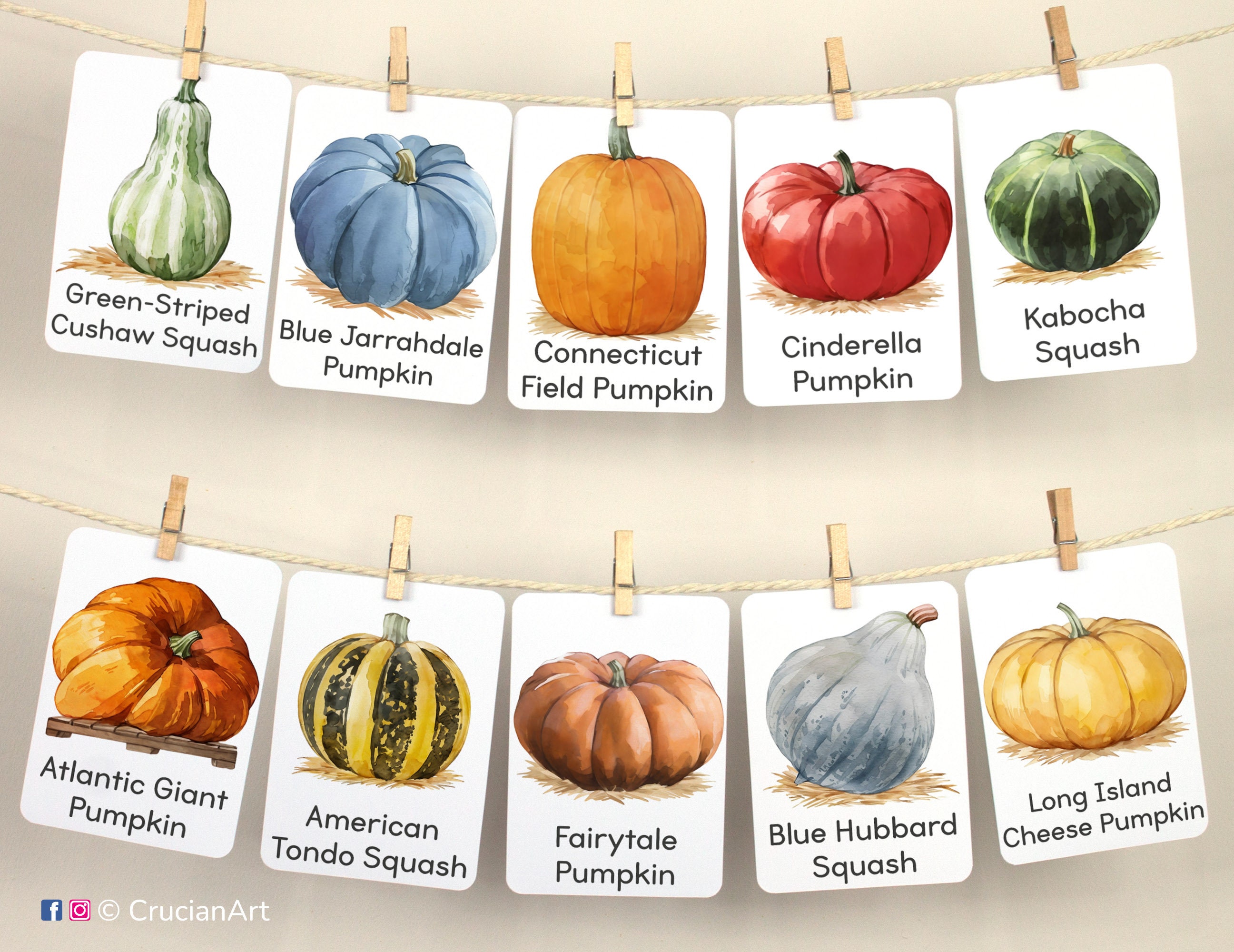 Pumpkin & Squash Flashcards: Seasonal Visual Cards for Fall Education ...