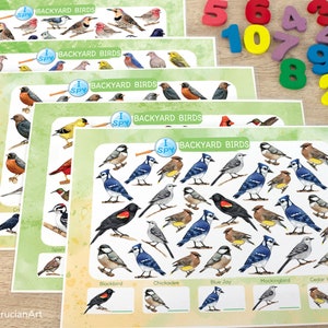 Backyard Birds I Spy Counting Activity. Preschool Learning Worksheets ...