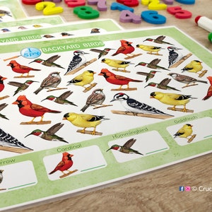 Backyard Birds I Spy Counting Activity. Preschool Learning Worksheets ...