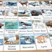 Polar Animals Bingo Game: Printable Preschool, Kindergarten, Toddler ...