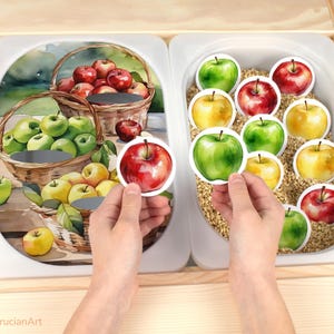 Apple Color Sorting Flisat Insert: Printable Learning Activity for ...