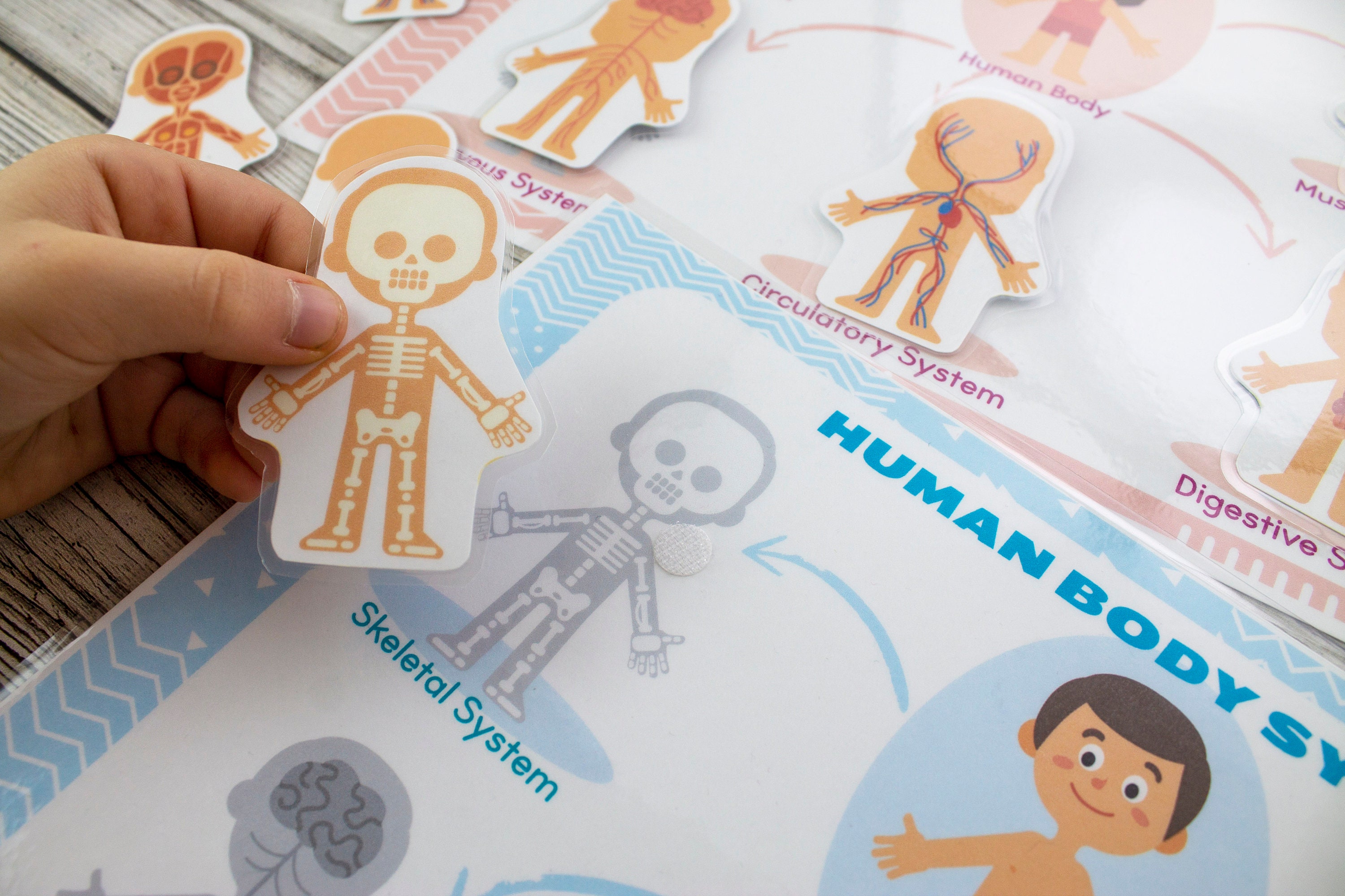 Human Body Systems Printable Learning Anatomy Pack. Preschool - Etsy