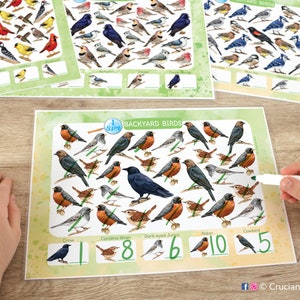 Backyard Birds I Spy Counting Activity. Preschool Learning Worksheets ...