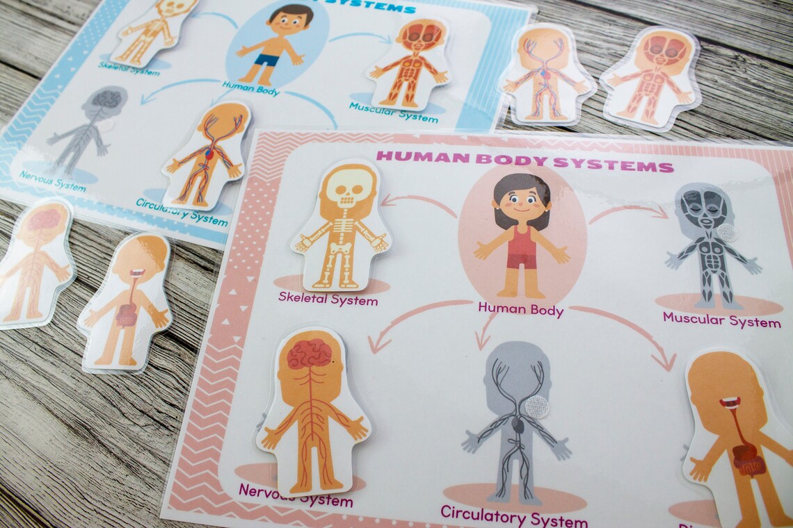 Human Body Systems Printable Learning Anatomy Pack. Preschool - Etsy UK