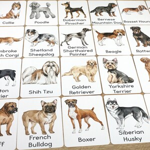Dog Breeds Flashcards: Set of Printable Flash Cards. Preschool Learning ...