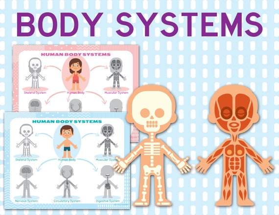 Human Body Systems Printable Learning Anatomy Pack. Preschool | Etsy