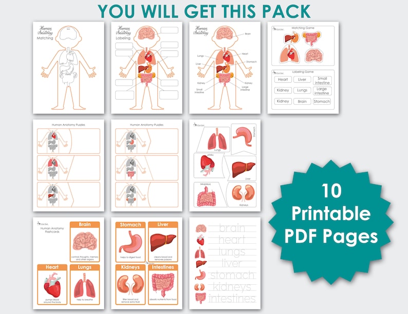 Human Anatomy Printable. Homeschool Preschool Curriculum | Etsy