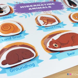 Animals That Hibernate: Hibernating Animal Silhouette Matching Activity ...
