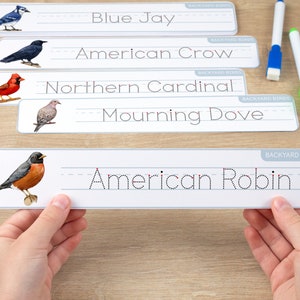 North American Backyard Birds Tracing Cards. Printable Learning ...