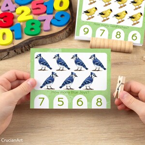 North American Backyard Birds Count & Clip Cards. Printable Homeschool ...
