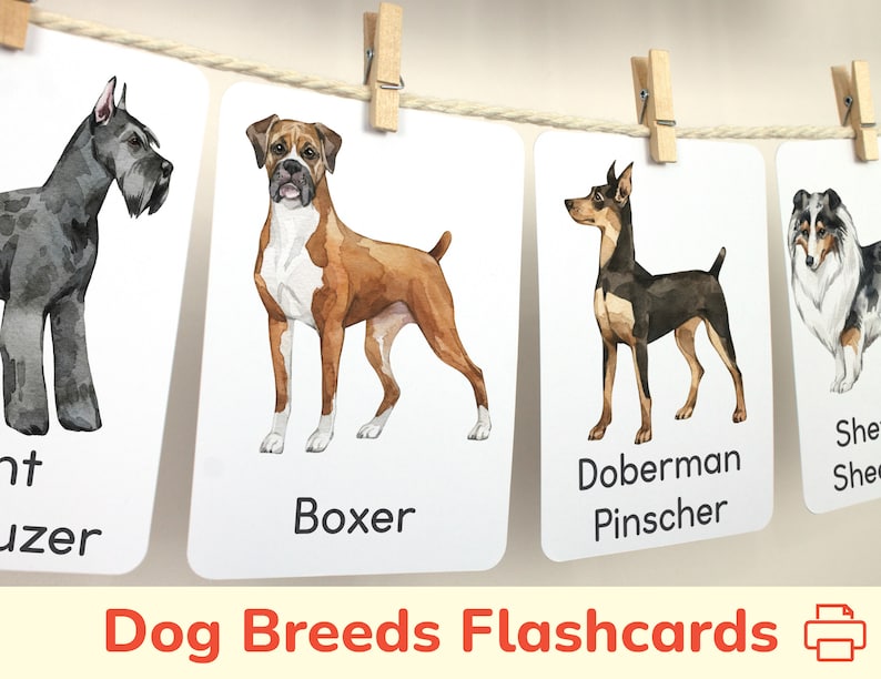 Dog Breeds Flashcards: Set of Printable Flash Cards. Preschool Learning ...