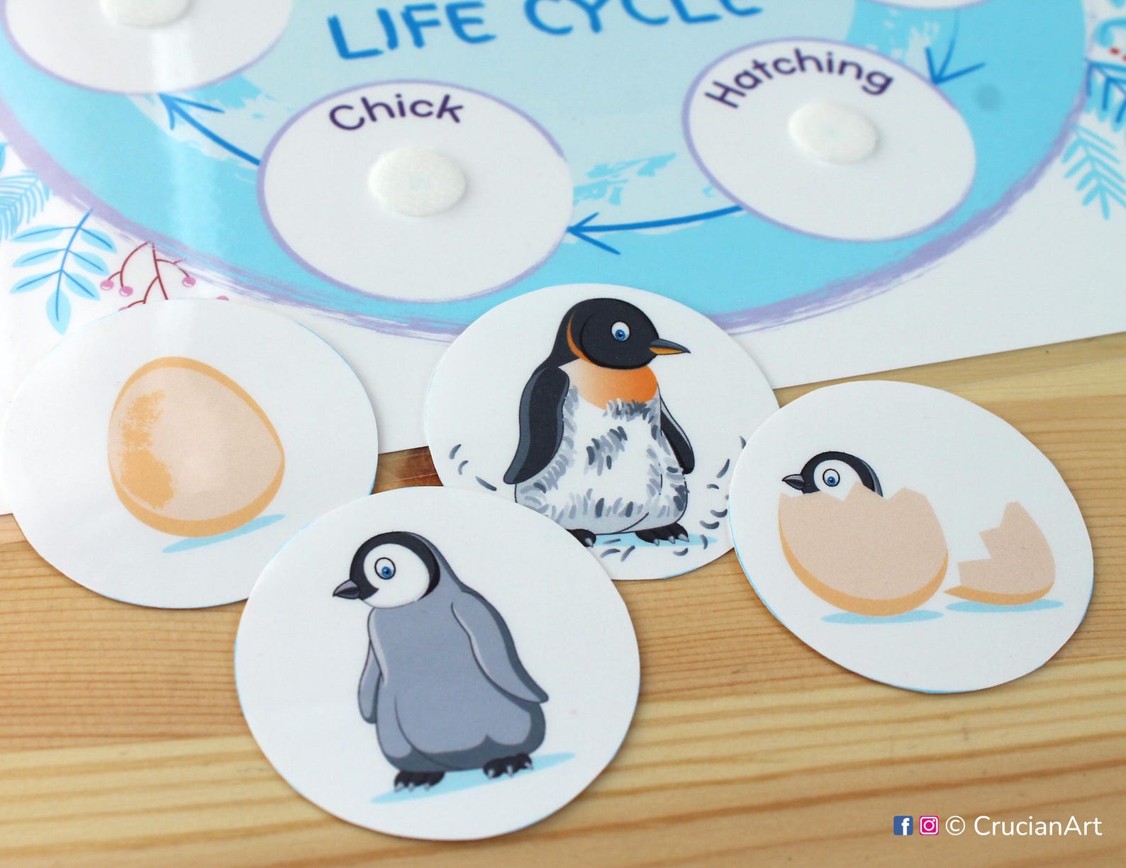 Life Cycle of a Penguin: Printable Learning Activity, Educational ...