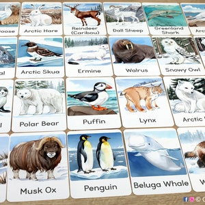 Polar Animals Flashcards: Toddler Preschool Kindergarten Printable ...