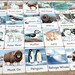 Polar Animals Flashcards: Toddler Preschool Kindergarten Printable ...