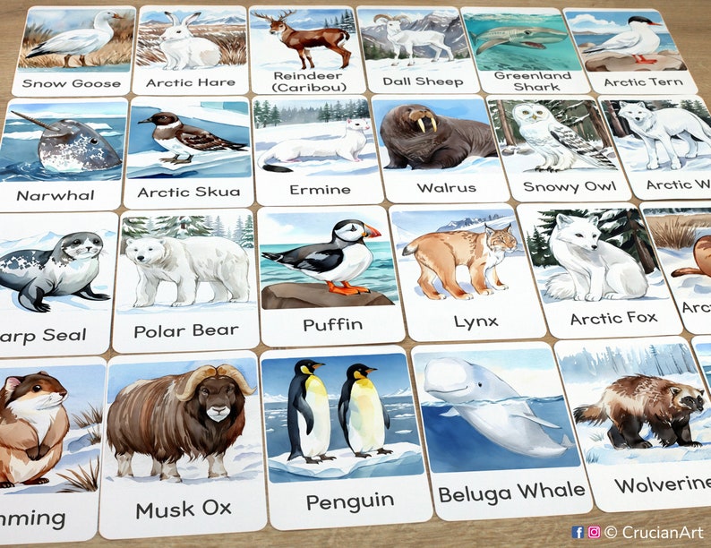 Polar Animals Flashcards: Toddler Preschool Kindergarten Printable ...