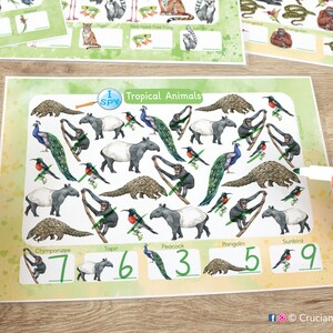 I Spy Tropical Rainforest Jungle Animals Counting Activity. Preschool ...