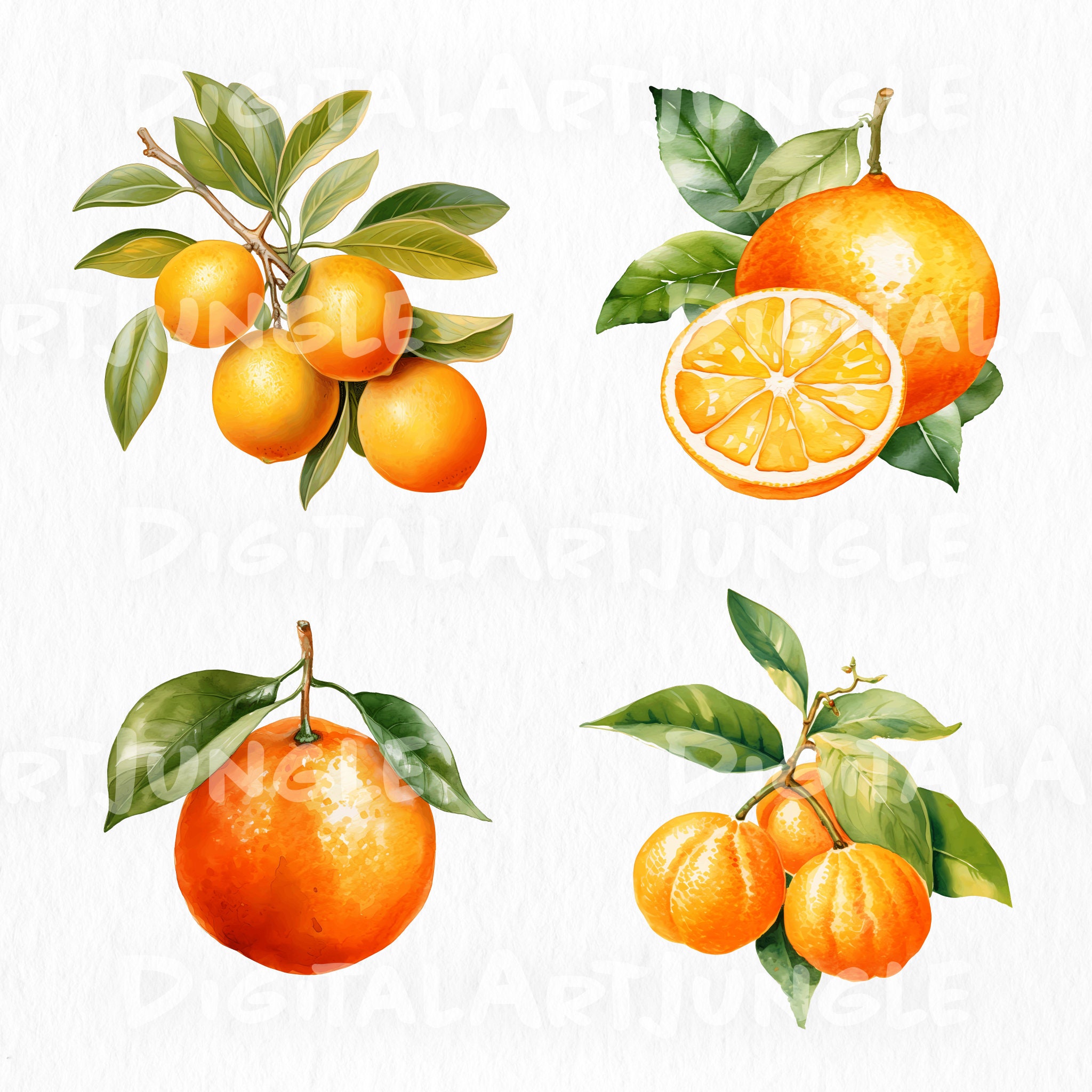12 Delicious Citrus Fruit Watercolor Clipart Collection,transparent Png ...