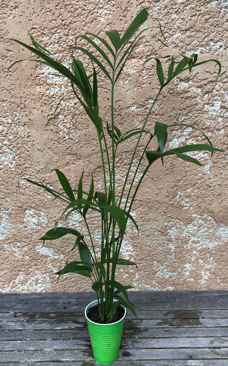 CAT PALM Large Chamaedorea Cataractarum. Cat Palm Seedling | Etsy