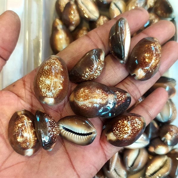 Cowrie Shells - Etsy