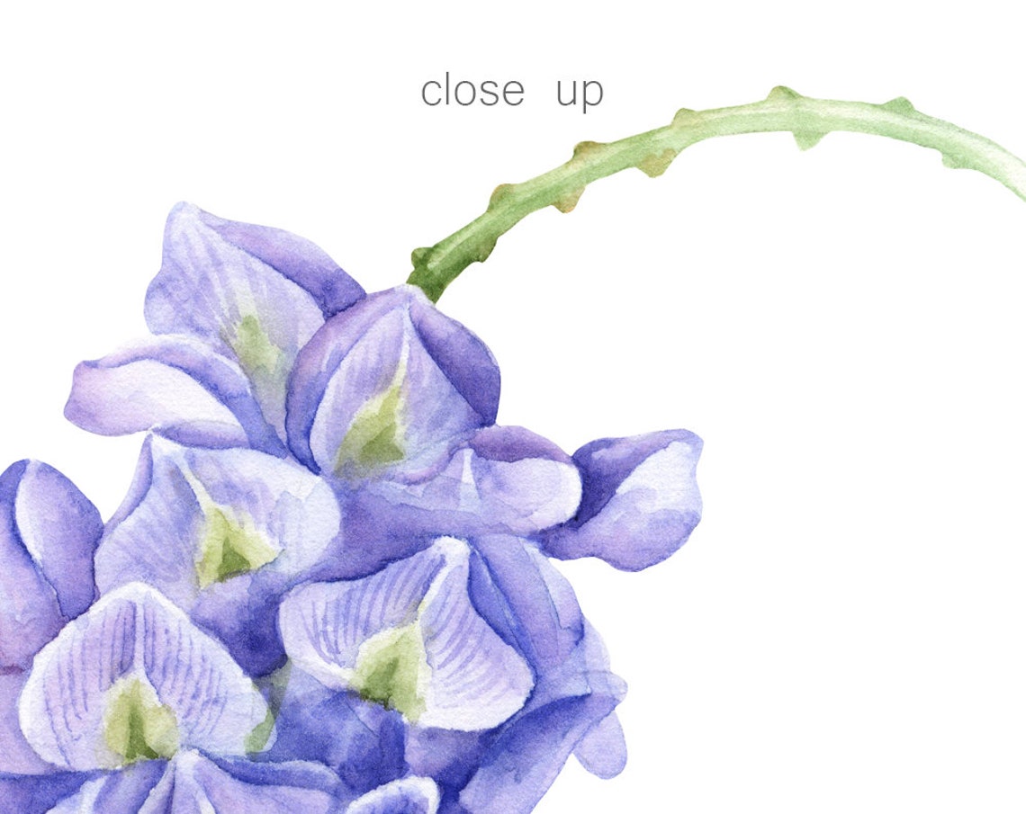 Watercolor Violet Flowers Purple Flowers Clip Art Hand | Etsy