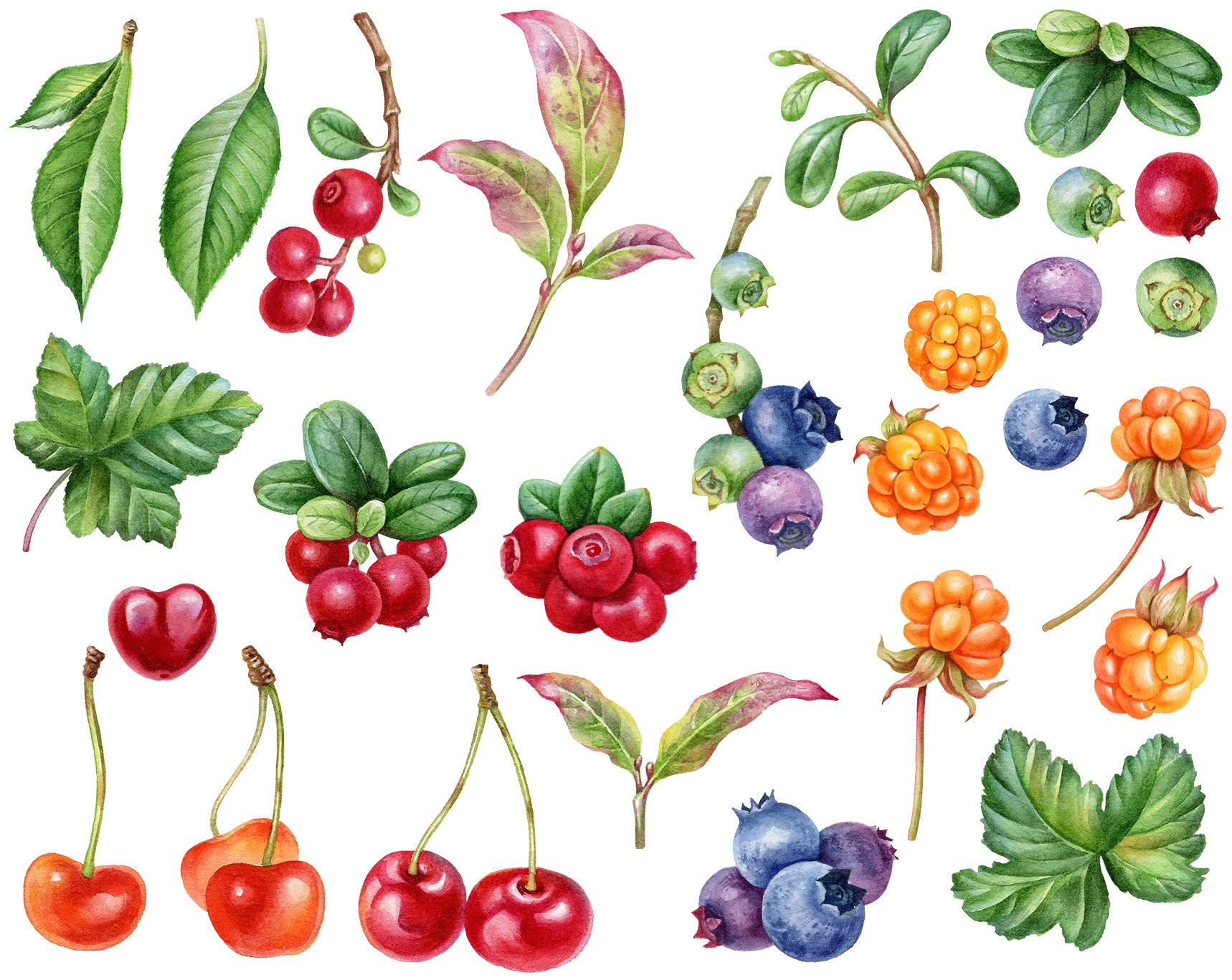Watercolour wild berry clip art. Individual digital PNG files. | Etsy