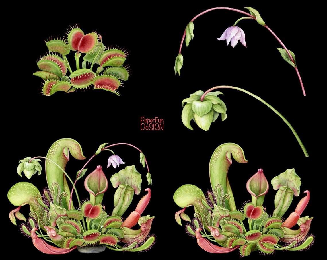 Watercolor Carnivorous Plants Clip Art. Venus Fly Traps | Etsy