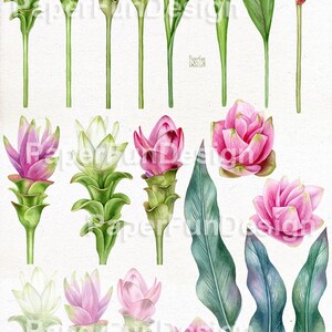 Watercolor Curcuma Flowers Digital Clip Art. Pink, White Botanical Art ...