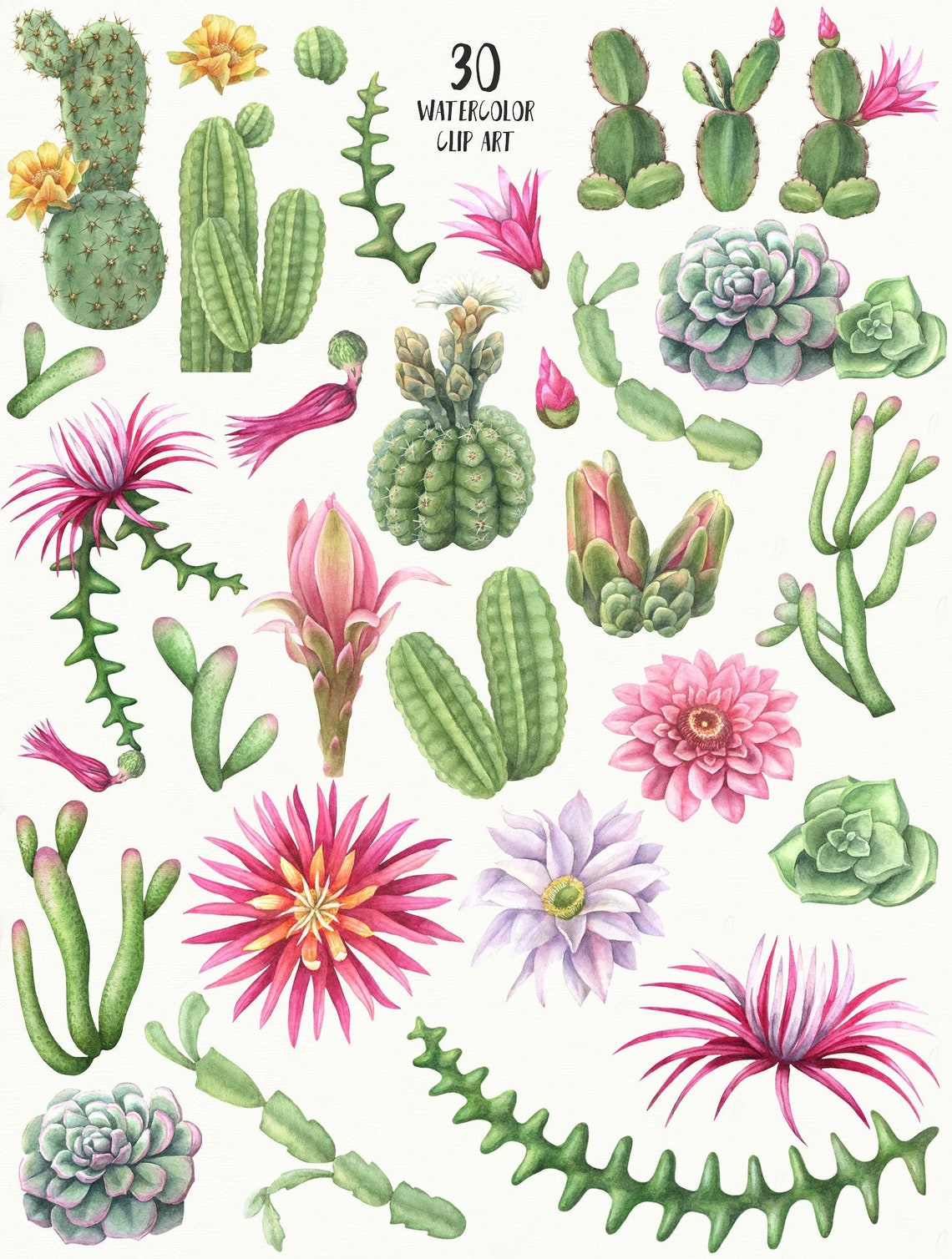 Watercolour Cactus Individual PNG. Flowering Cacti, Pink, Yellow ...
