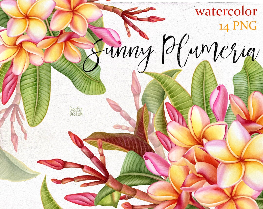 Watercolor Plumeria Clip Art. Tropical Summer Wedding Flowers and ... Watercolor Plumeria Clip Art. Tropical Summer Wedding Flowers and ...