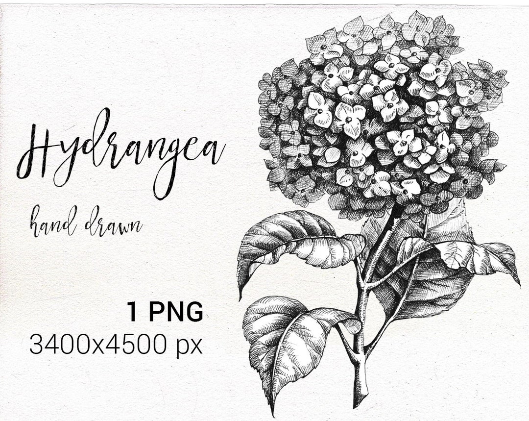 Hydrangea Hand Drawn Clip Art. High Resolution Ink Drawn Hydrangea ...