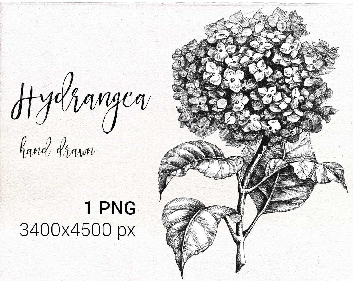 Hydrangea Hand Drawn Clip Art. High Resolution Ink Drawn - Etsy