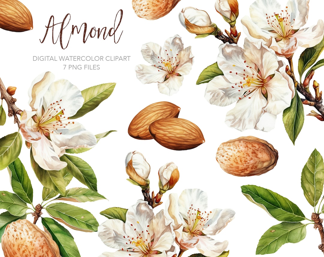 Almond Flowers Digital Watercolor Clipart. AI Illustration. Botanical ...