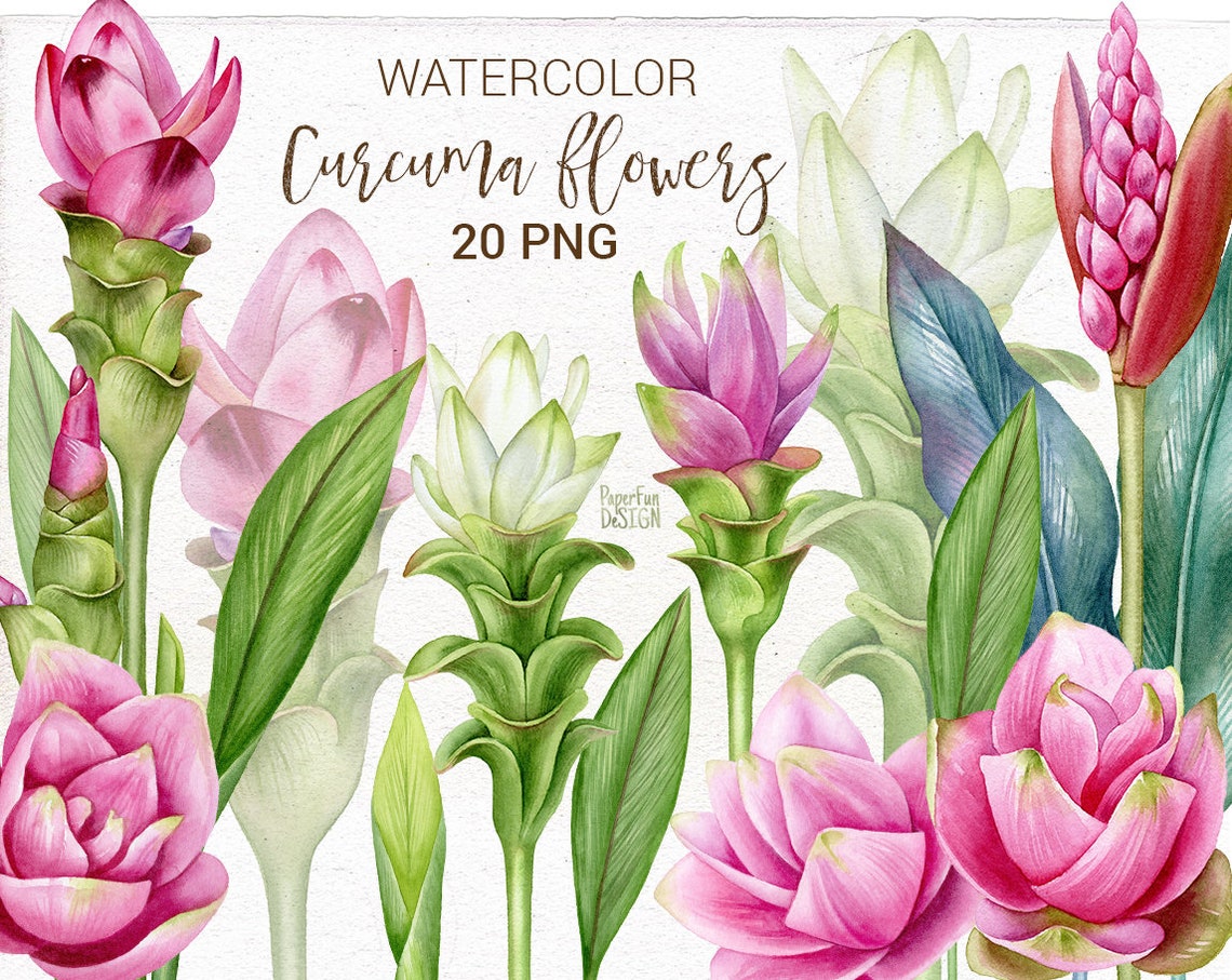 Watercolor Curcuma Flowers Digital Clip Art. Pink White | Etsy
